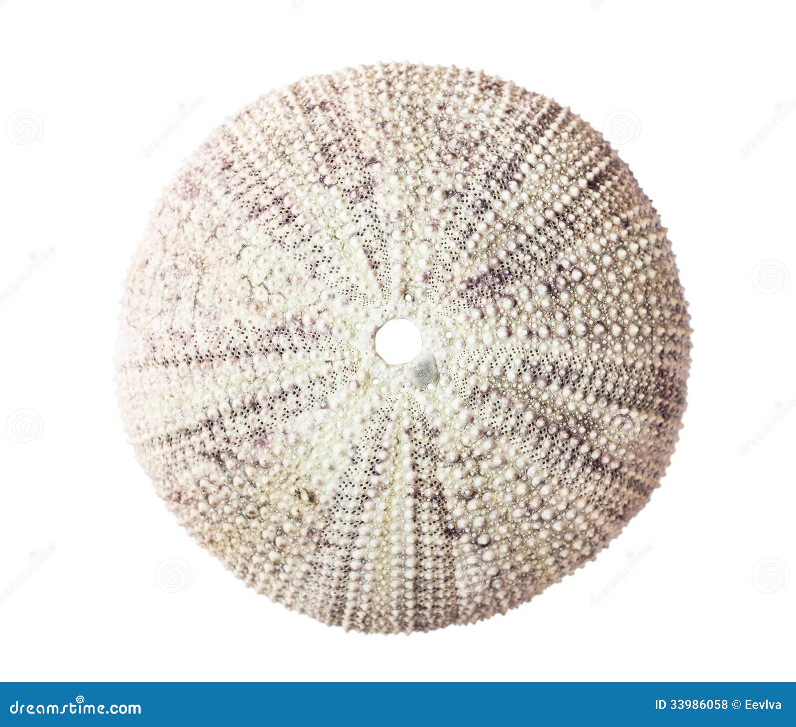 Sea urchin shell. stock photo. Image of selective, color - 33986058