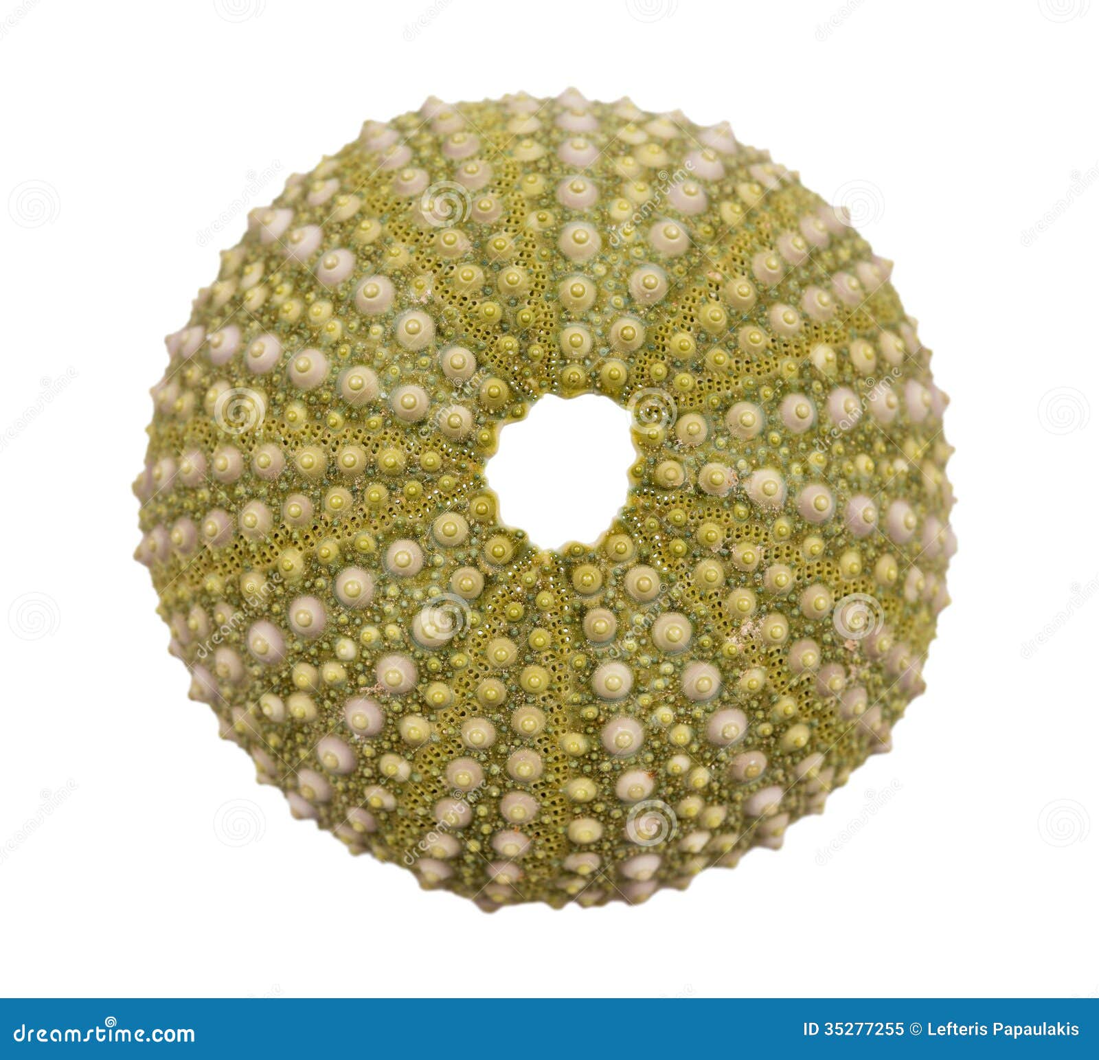 Sea Urchin Shell Isolated on White Background Stock Image - Image of ...