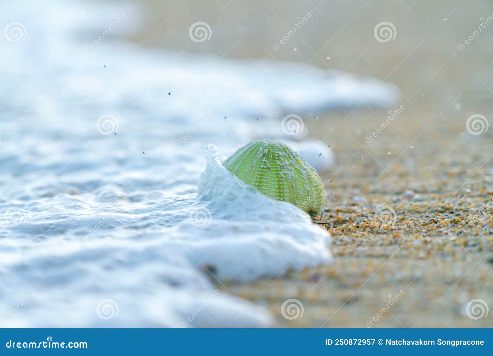 Sea Urchin Shell on the Sand Beach with Water Splash Stock Image ...