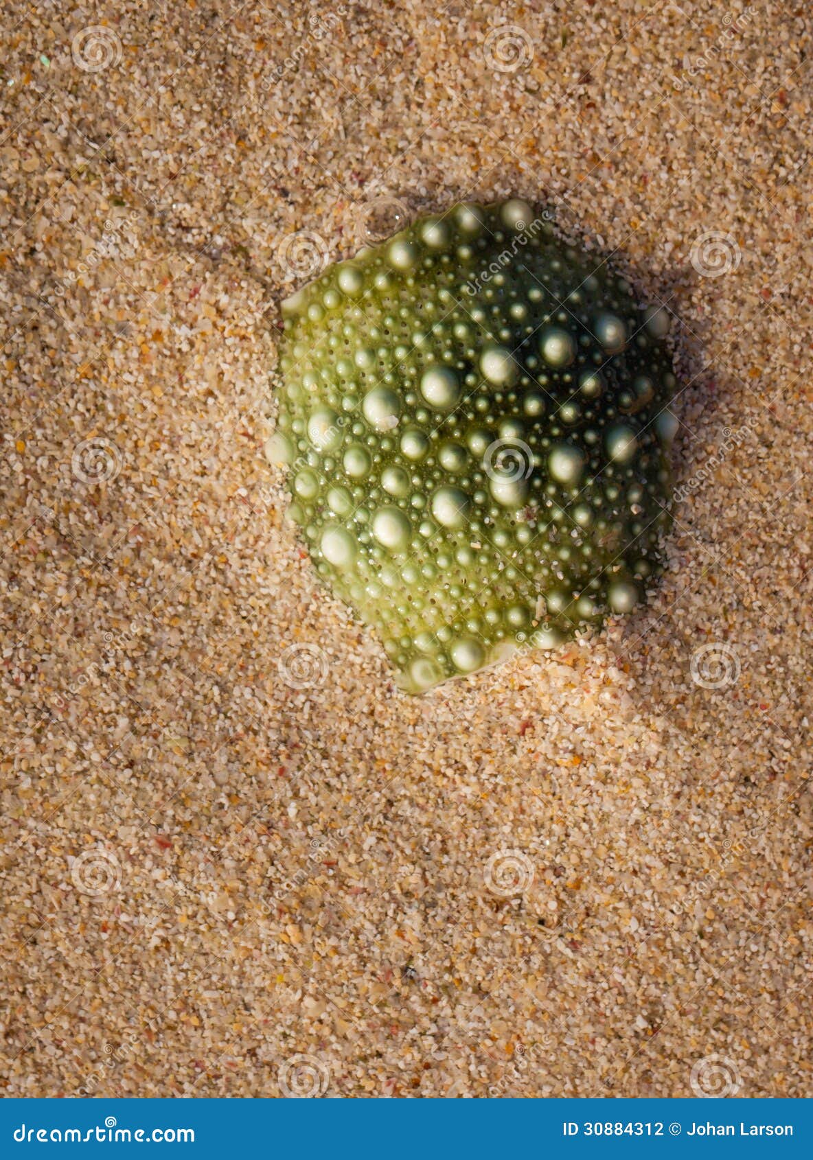 Sea-Urchin shell in sand stock photo. Image of closeup - 30884312