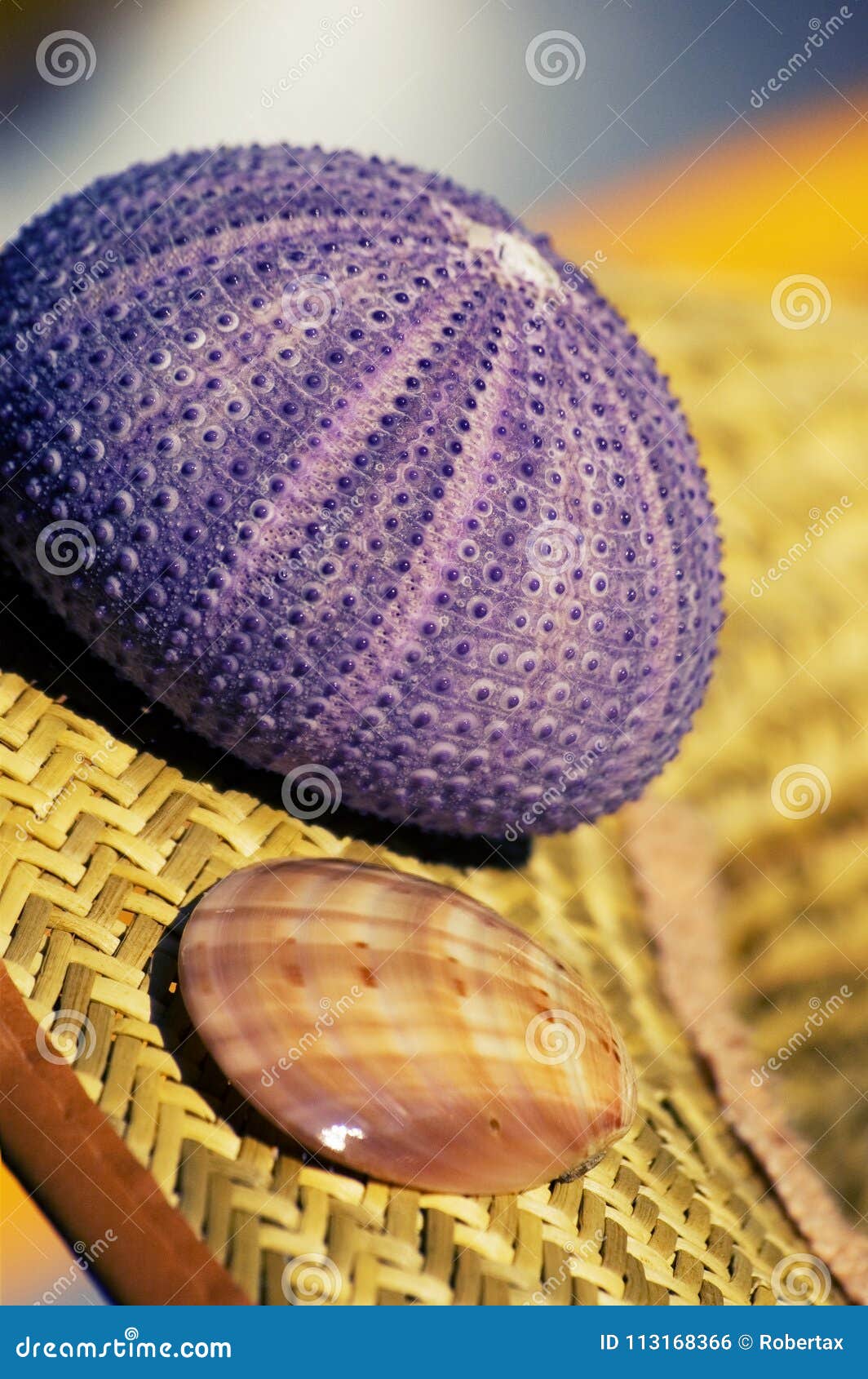 Sea Urchin and Shell on a Straw Hat Stock Photo - Image of environment ...