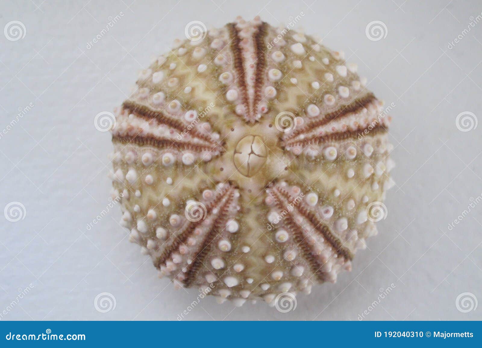 Sea Urchin Shell on White Background Stock Photo - Image of shell ...