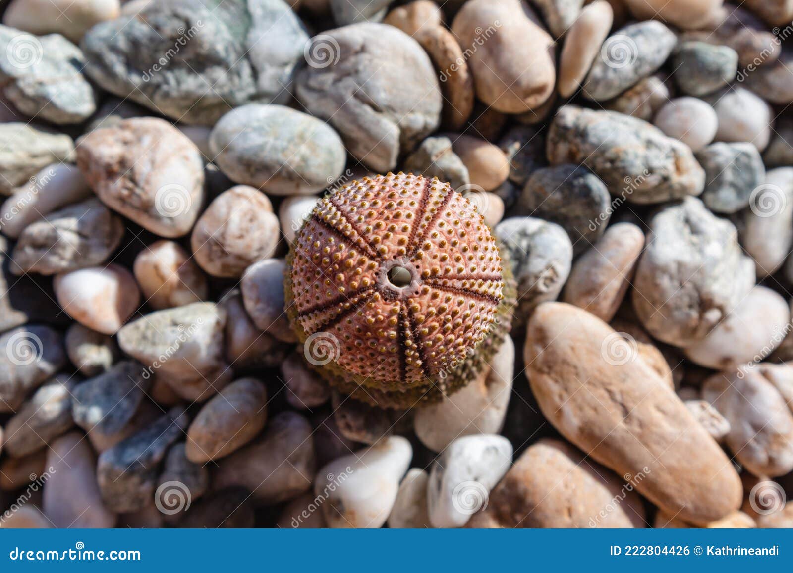 Sea Urchin Shells Close-up on Pebble Stone Beach Stock Photo - Image of ...