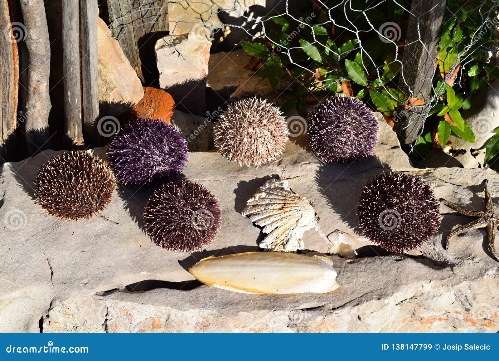 Sea urchin shells stock image. Image of cruising, park - 138147799