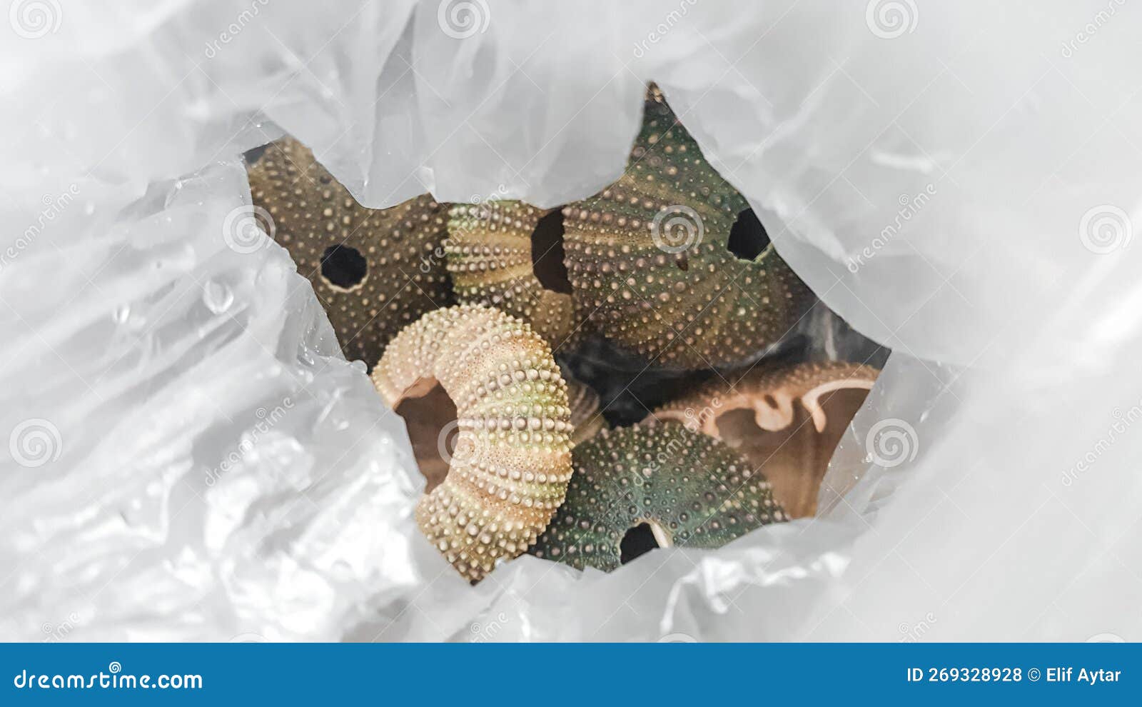 Sea Urchin Shells in a Plastic Bag Stock Photo - Image of echonoid ...