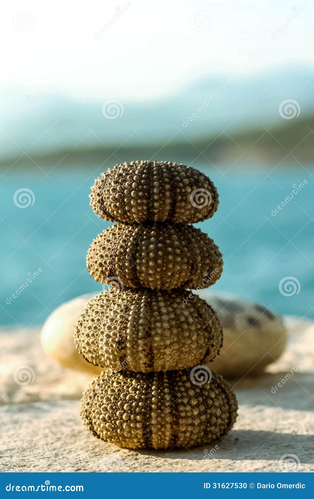 Sea Urchin Shells stock photo. Image of meditation, gravel - 31627530
