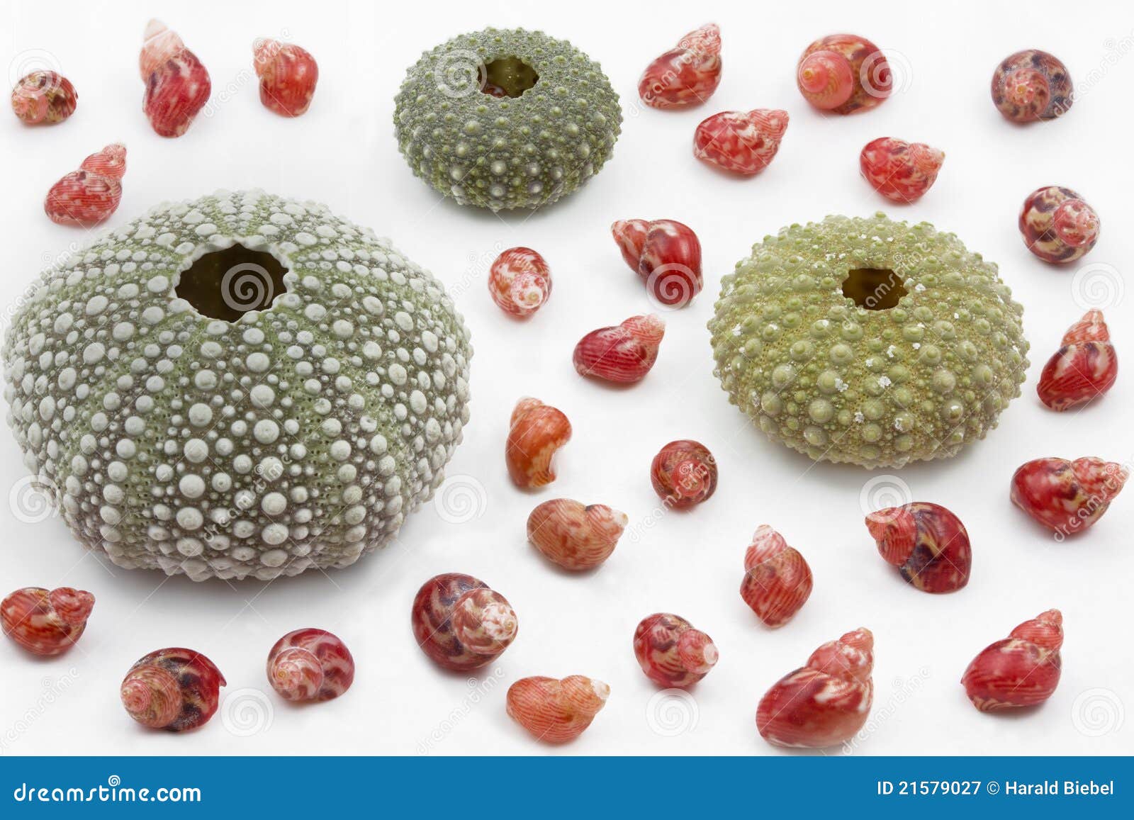 Sea Urchin Shells with Tiny Sea Snails Stock Image - Image of detail ...