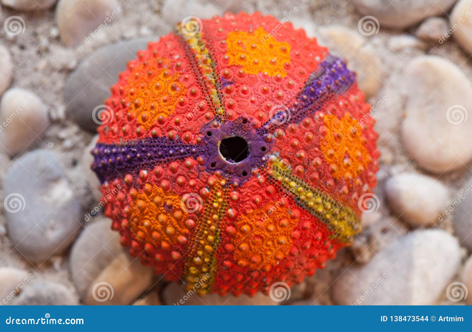 Sea Urchin Shells, Top View Stock Photo - Image of colorful, urchin ...