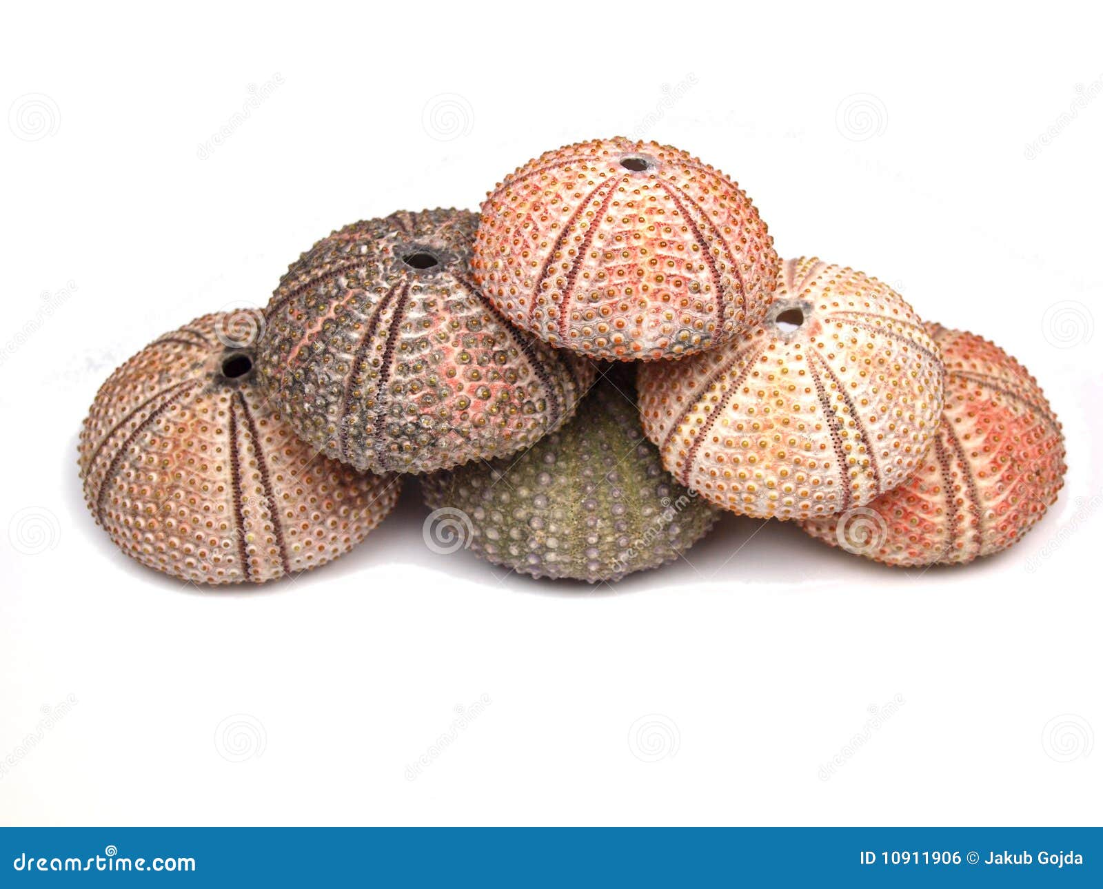 Sea Urchin Shells on White Background Stock Photo - Image of close ...
