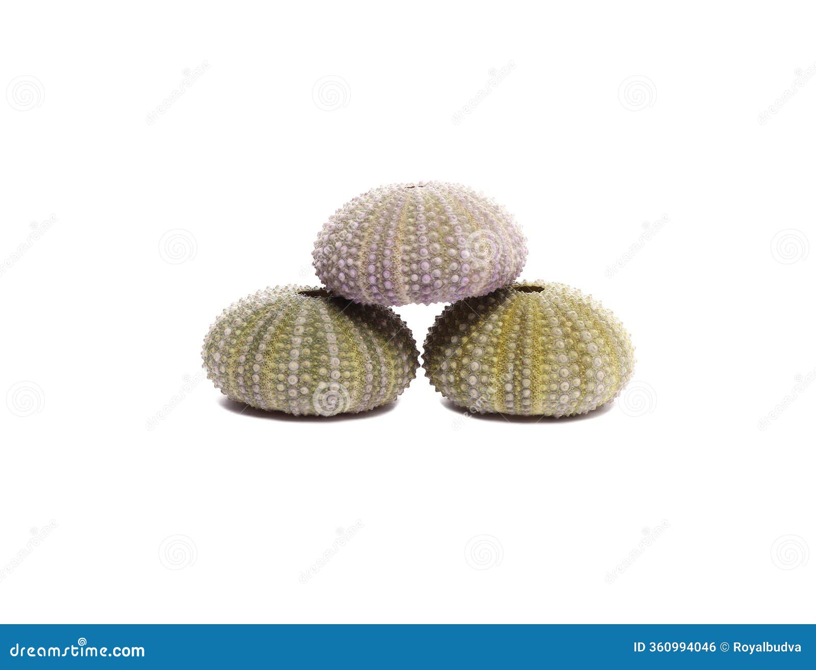 Bumps On Shells Stock Photography | CartoonDealer.com #96693344