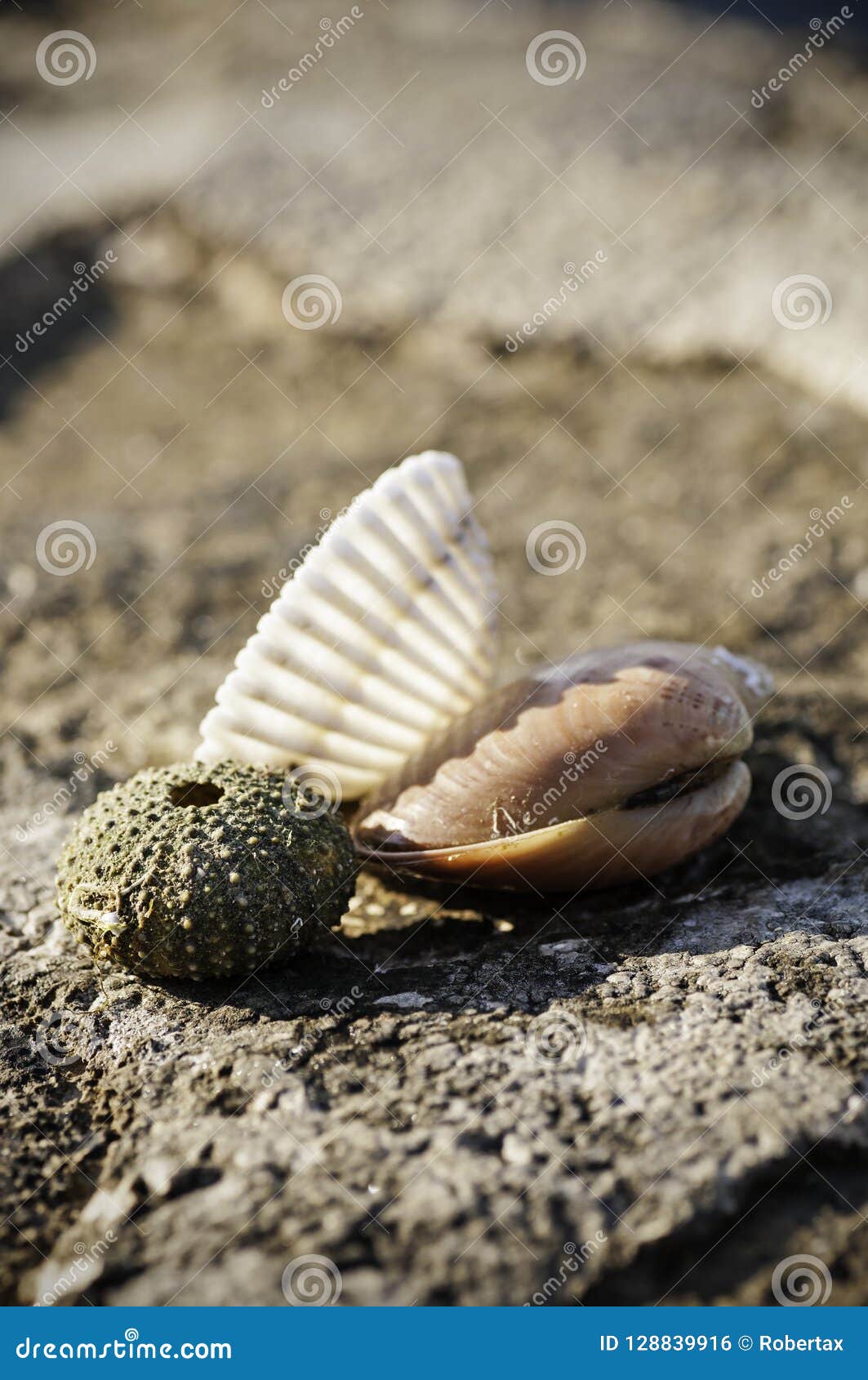Sea Urchin Skeleton and Shells on Rock Stock Photo - Image of lacy ...