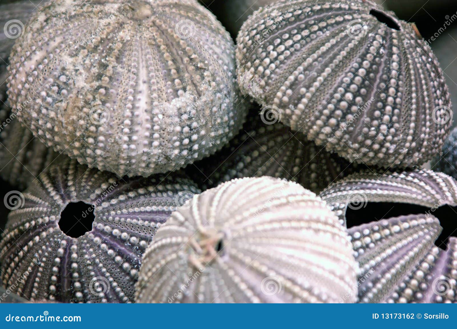 Sea urchin stack stock photo. Image of shells, macro - 13173162