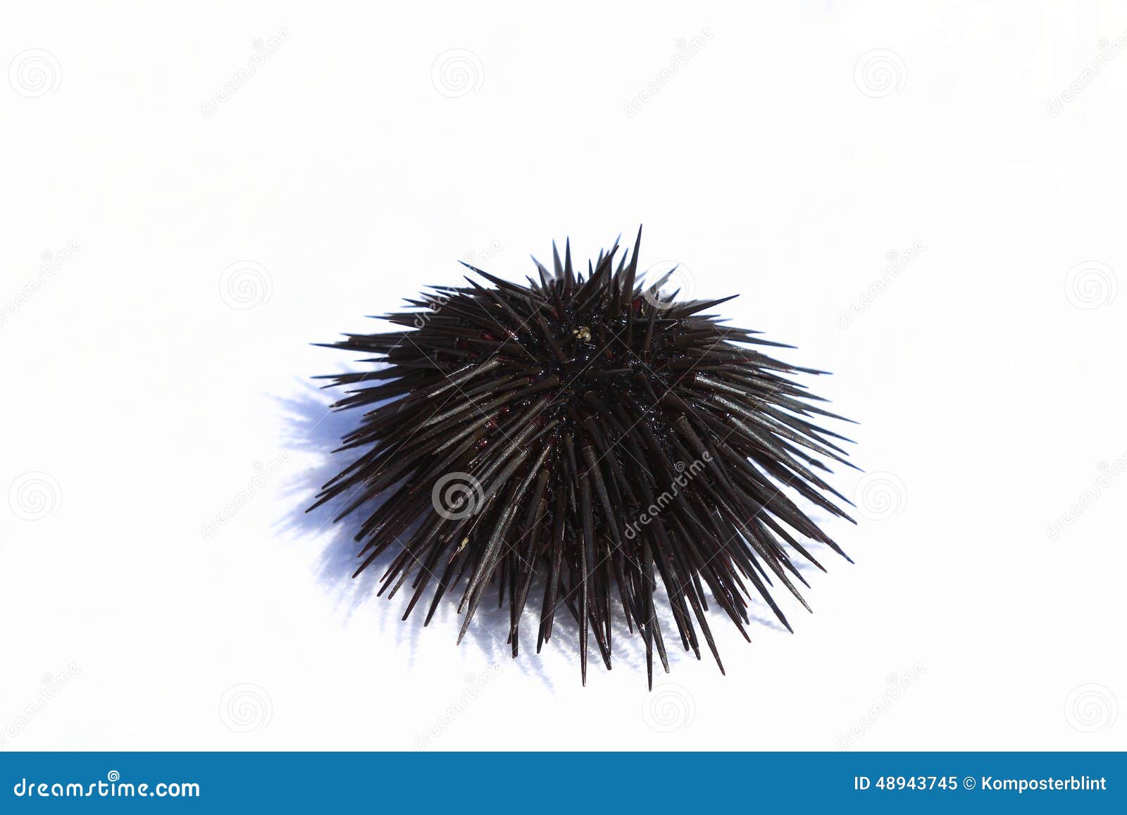 Sea-urchin on a White Background Stock Image - Image of view, lonely ...