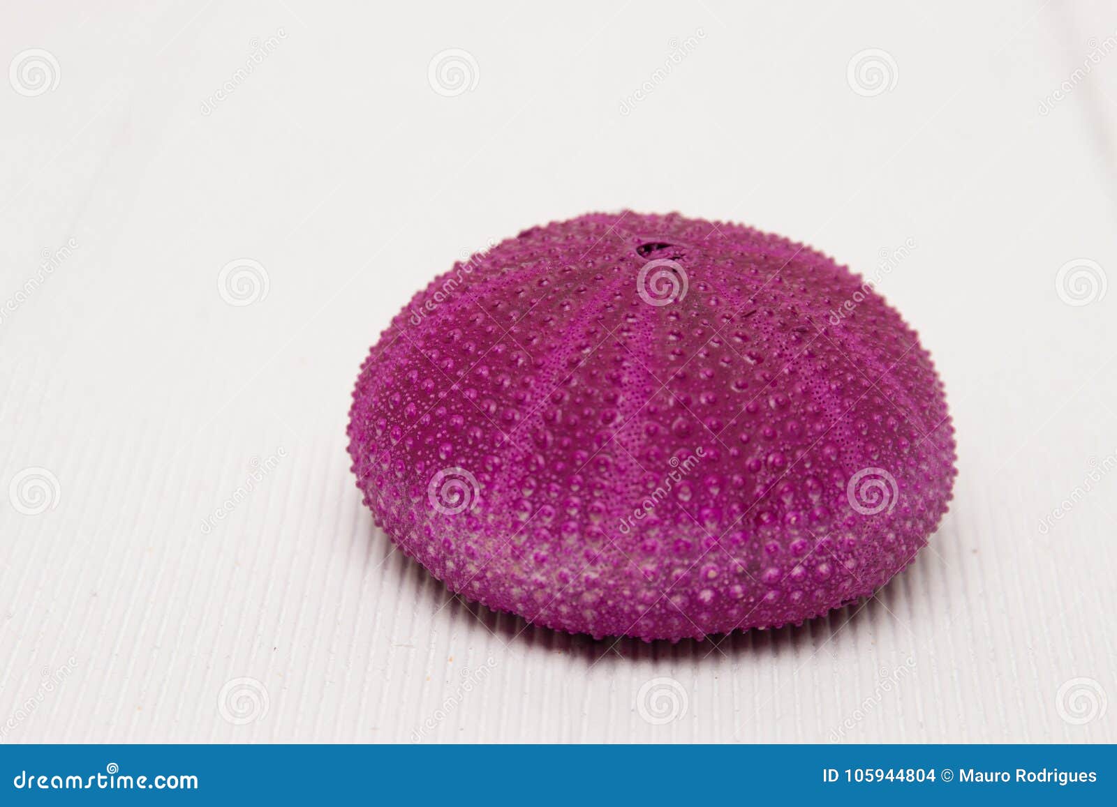 Sea urchin on white stock photo. Image of nature, background - 105944804
