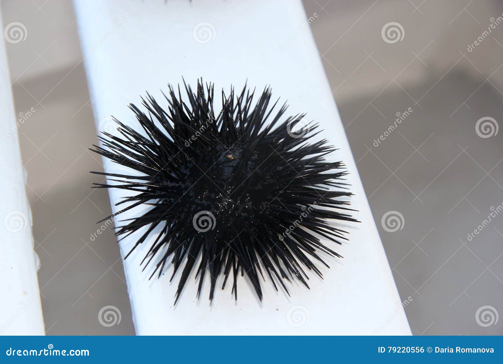 Sea Urchin on White Wooden Background Stock Photo - Image of shadow ...