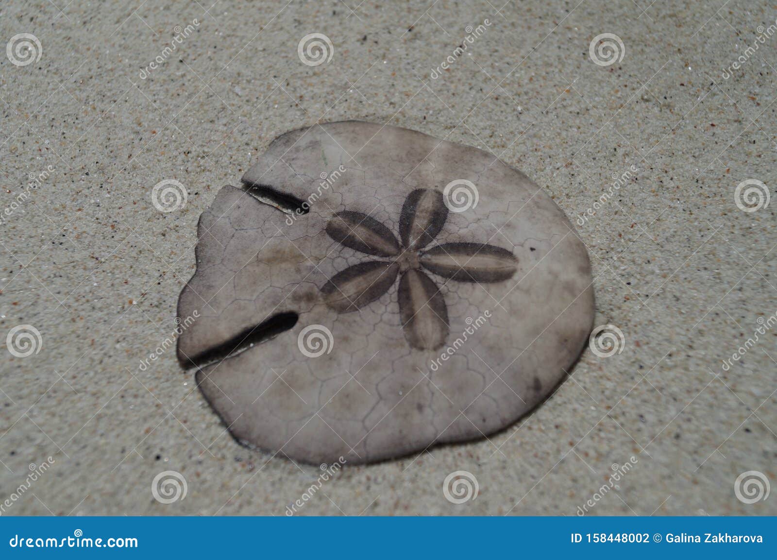 Sea Urchin Sand Dollar Lying on the White Sand. Stock Photo - Image of ...