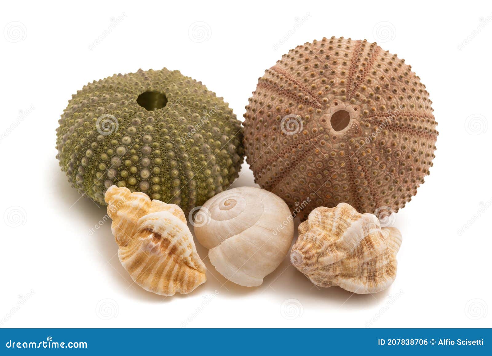 Sea urchins and sea shells stock photo. Image of green - 207838706