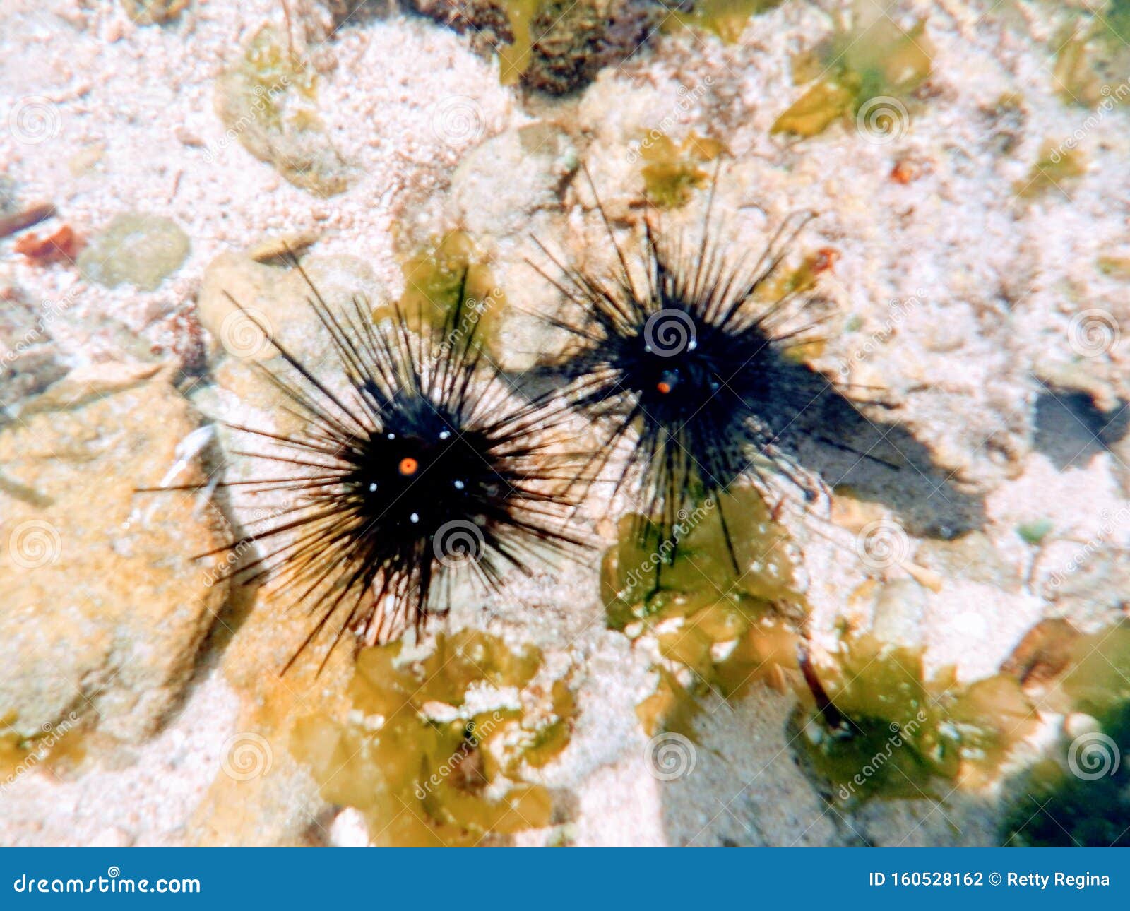 Echinoidea Definition A Phylogenetic Study Of A Tropical Sea Urchin,