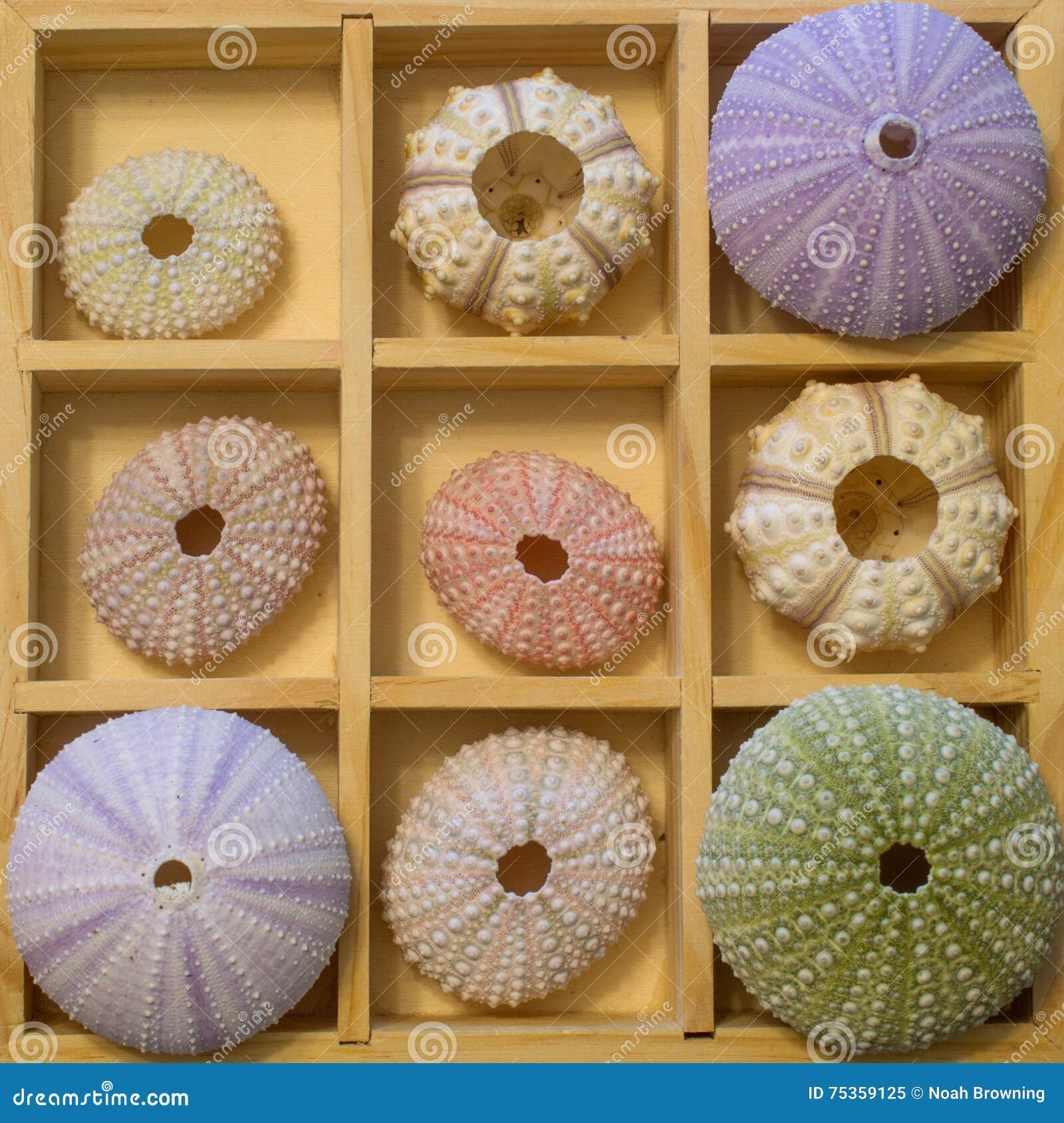 Sea Urchins stock image. Image of resting, green, urchins - 75359125