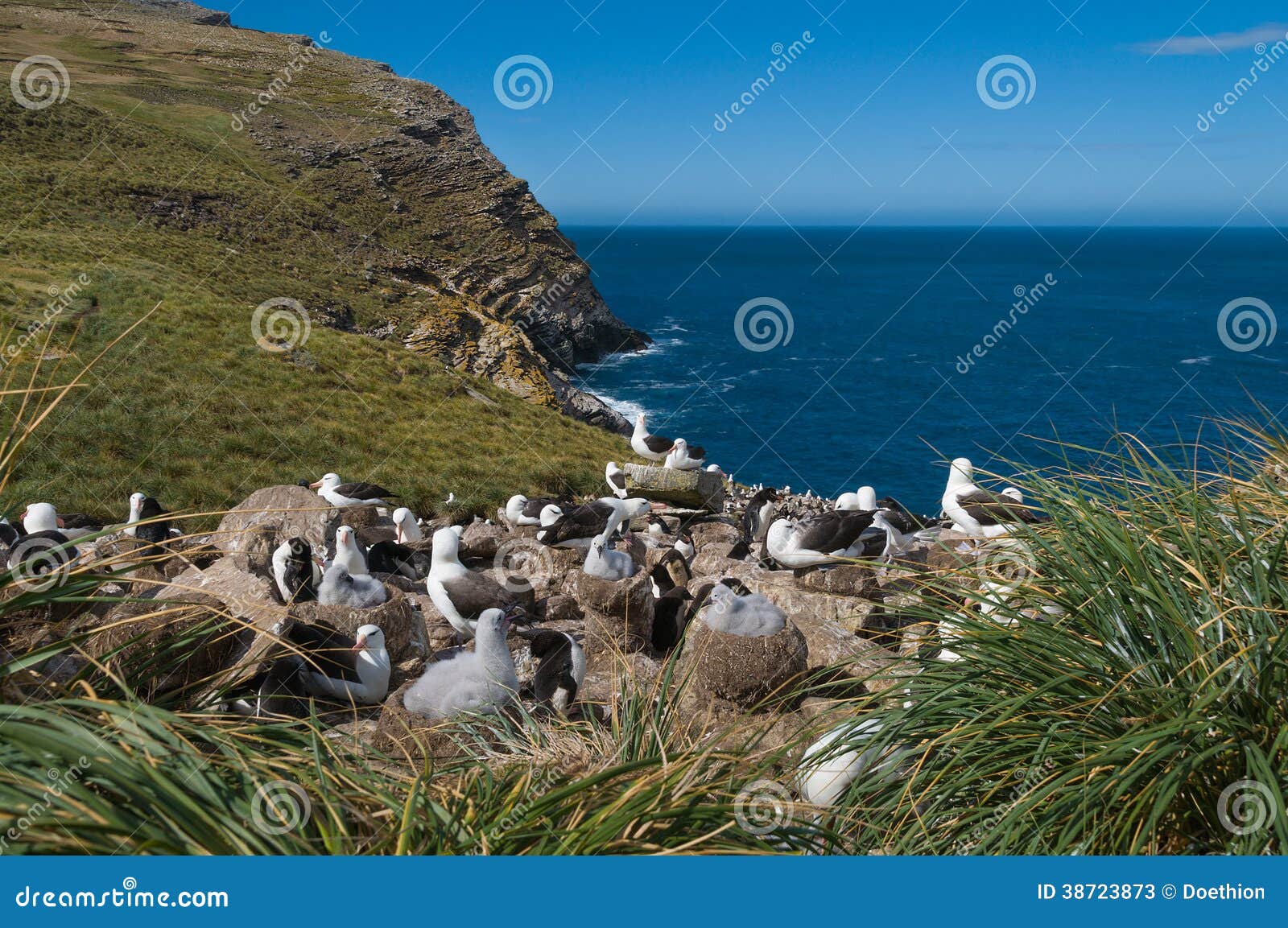 Sea View of Albatross Breeding Colony Stock Image - Image of tubenose ...