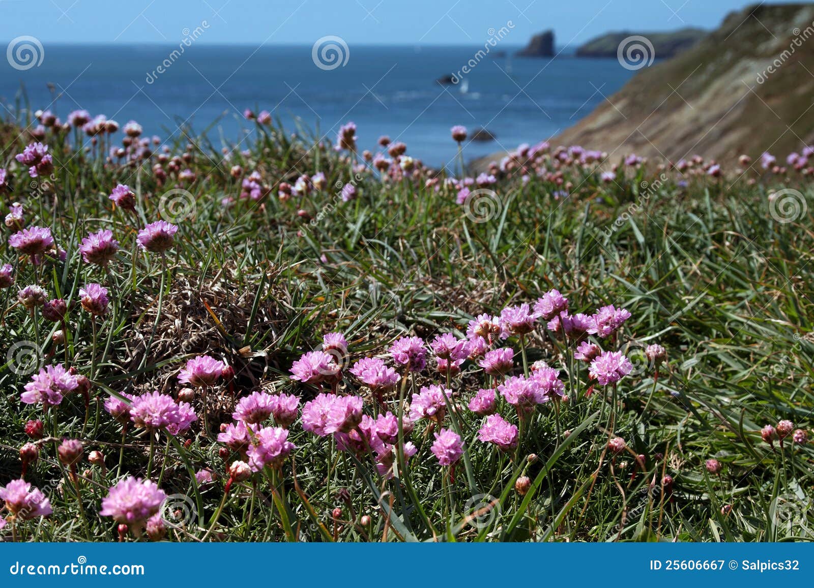Sea View and Coastal Flowers Stock Image - Image of nature, cliffs ...