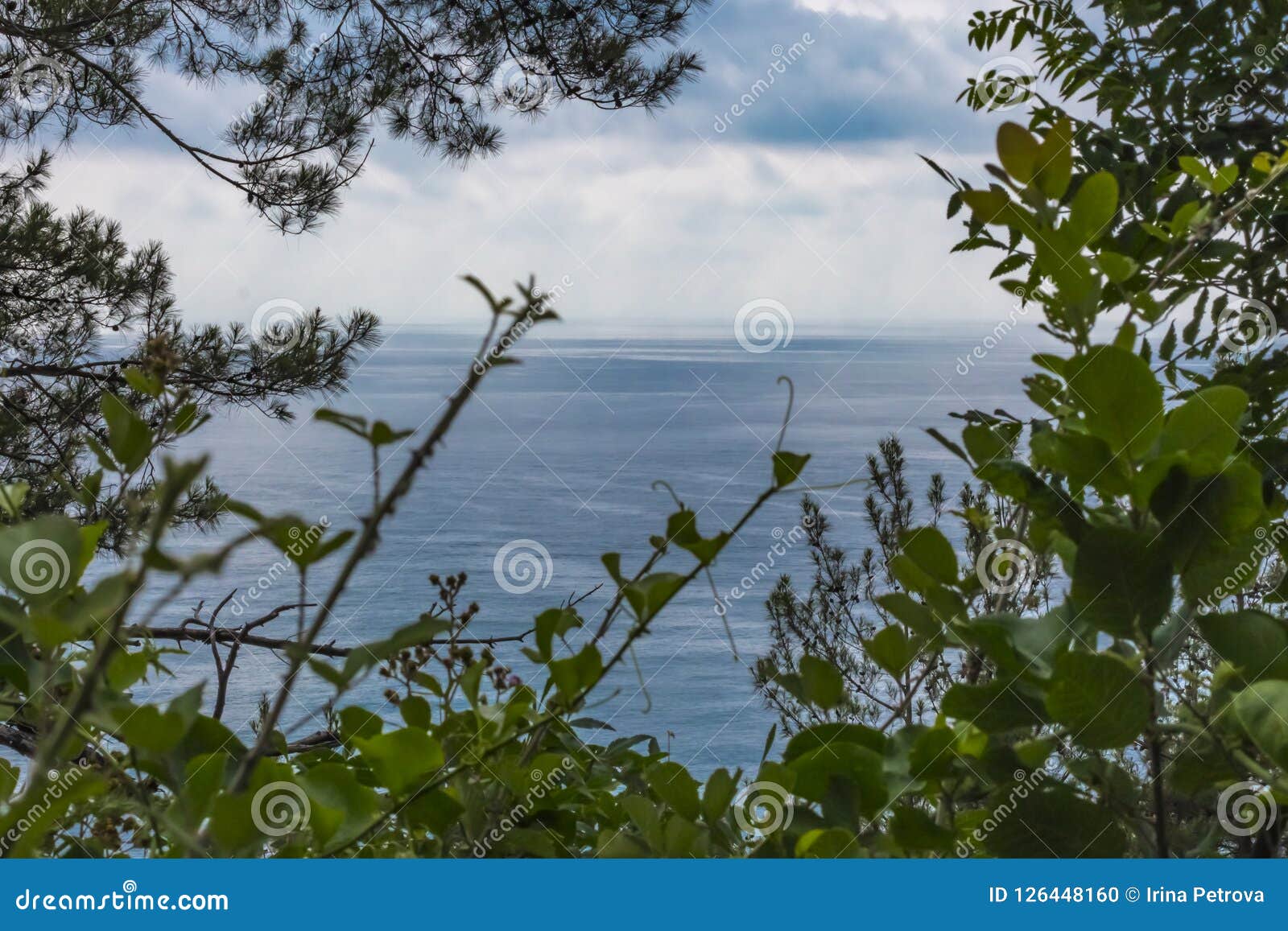 Sea view from forest stock photo. Image of beach, leaf - 126448160