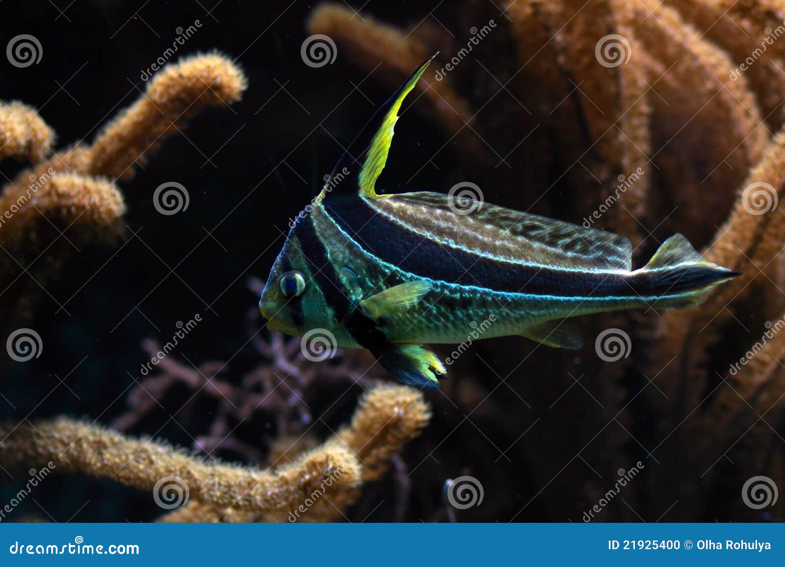 Sea water fish stock photo. Image of untypical, ocean - 21925400