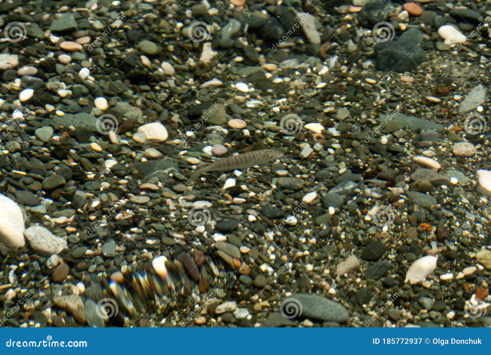 Sea Water with Fish and Stones Background Stock Image - Image of liquid ...