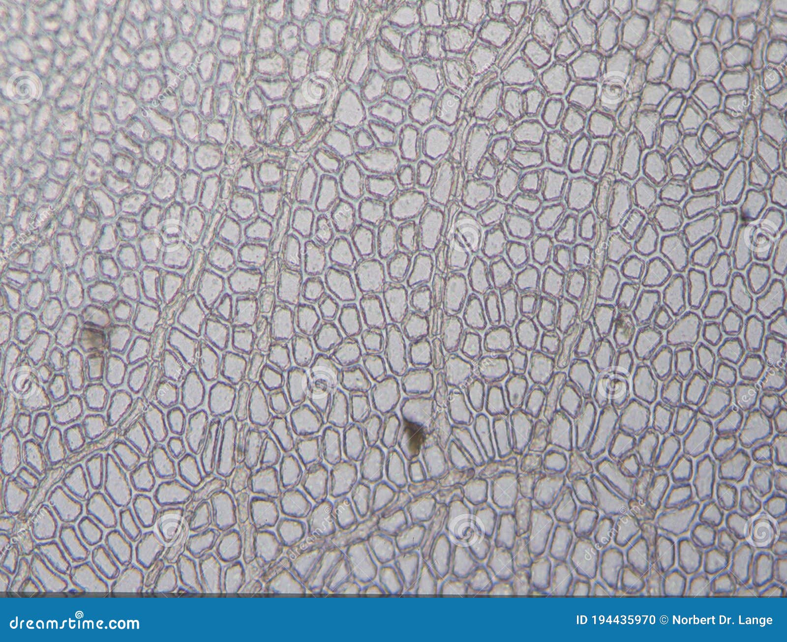 Sea water red algae stock photo. Image of wall, water - 194435970