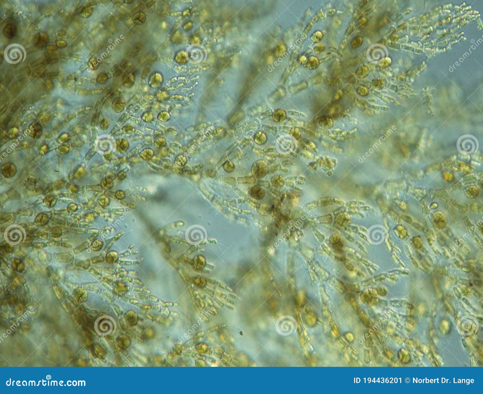 Sea water red algae stock image. Image of rhodophyta - 194436201