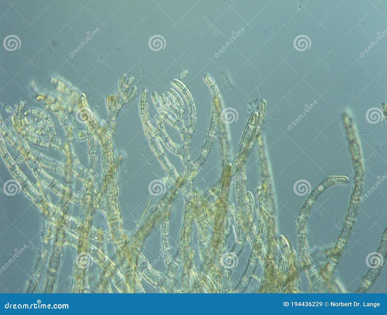 Sea water red algae stock image. Image of wall, cells - 194436229