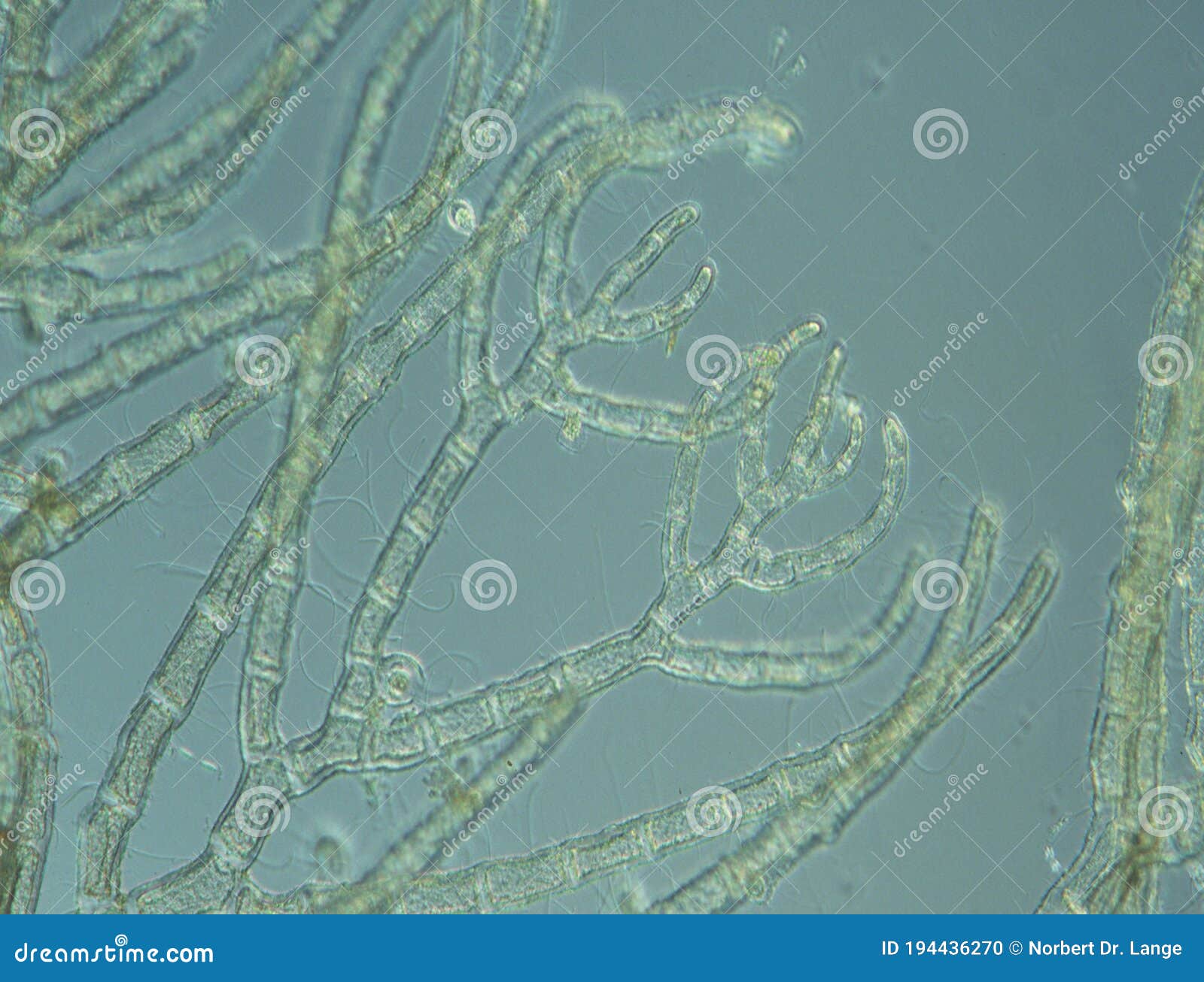 Sea water red algae stock photo. Image of plants, fronds - 194436270