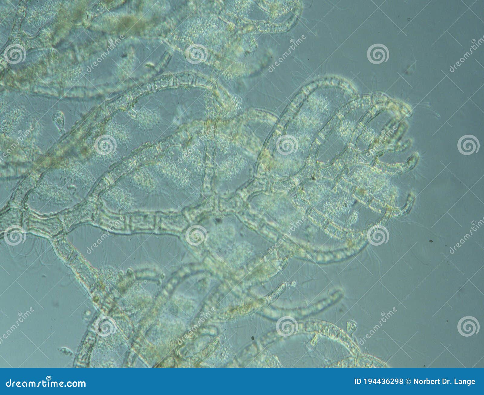 Sea water red algae stock photo. Image of algae, microscopy - 194436298