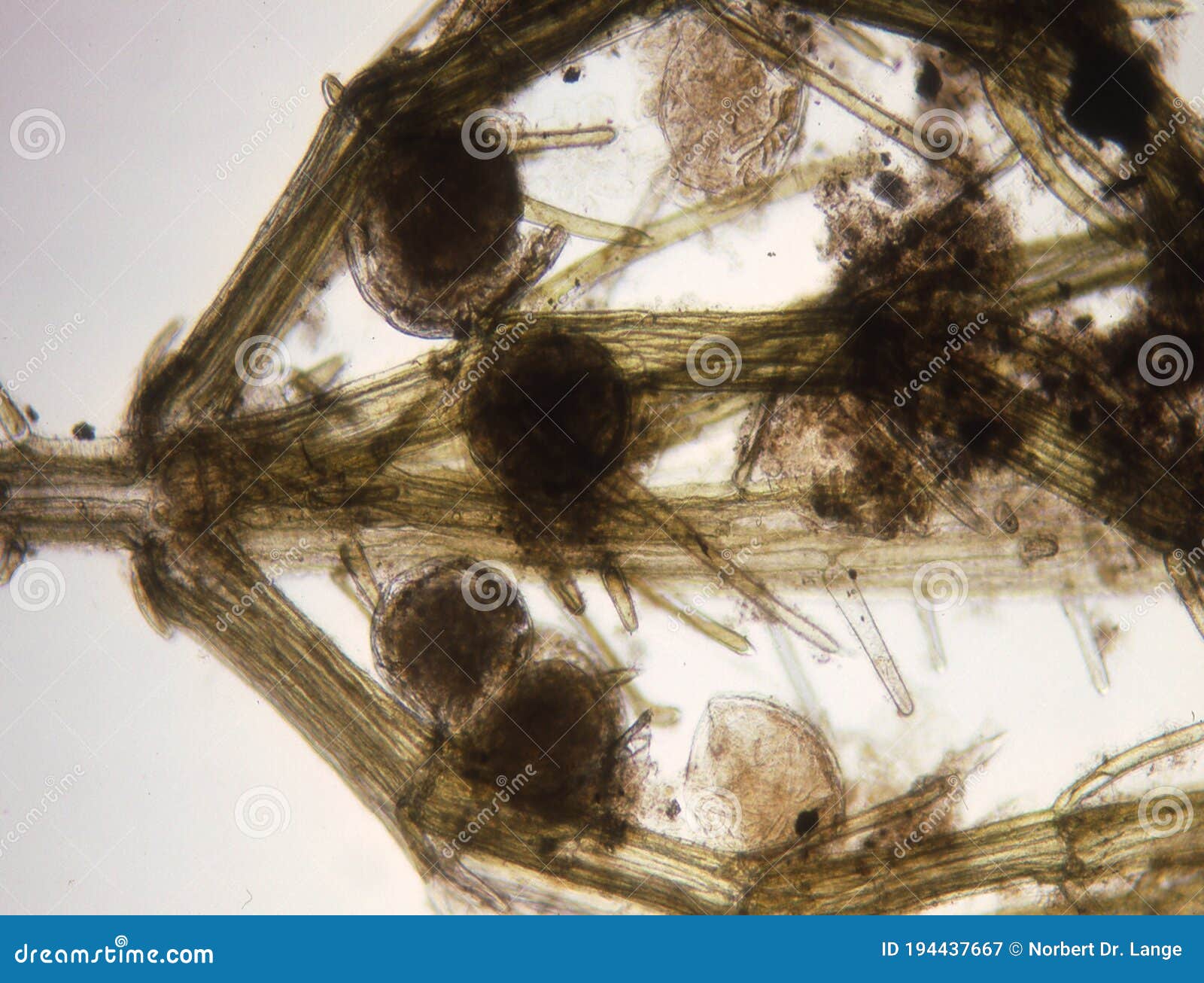 Sea water red algae stock image. Image of macro, aquatic - 194437667