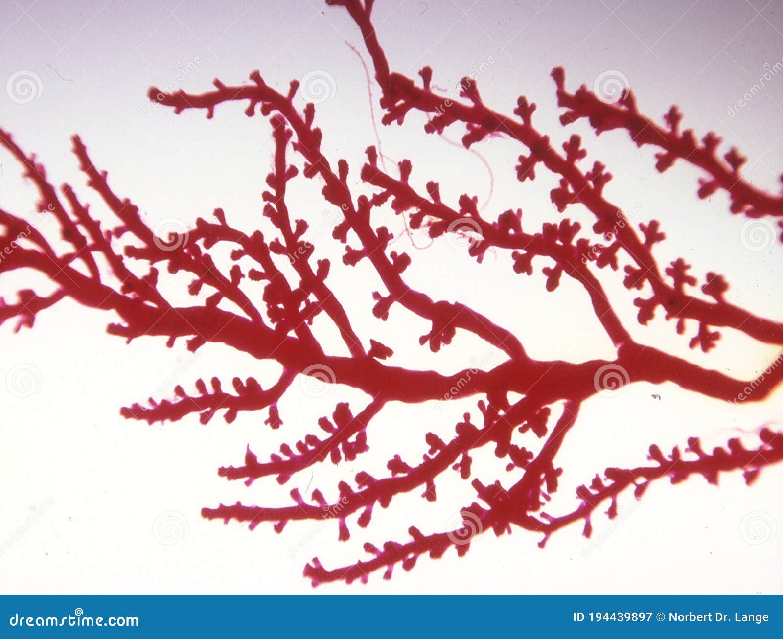 Sea water red algae stock image. Image of tissue, cells - 194439897