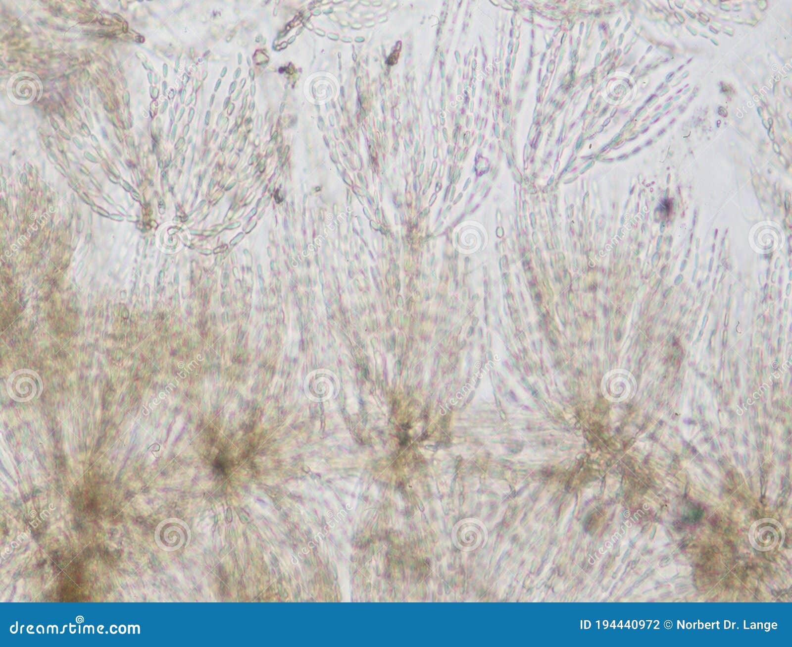 Sea water red algae stock photo. Image of saltwater - 194440972