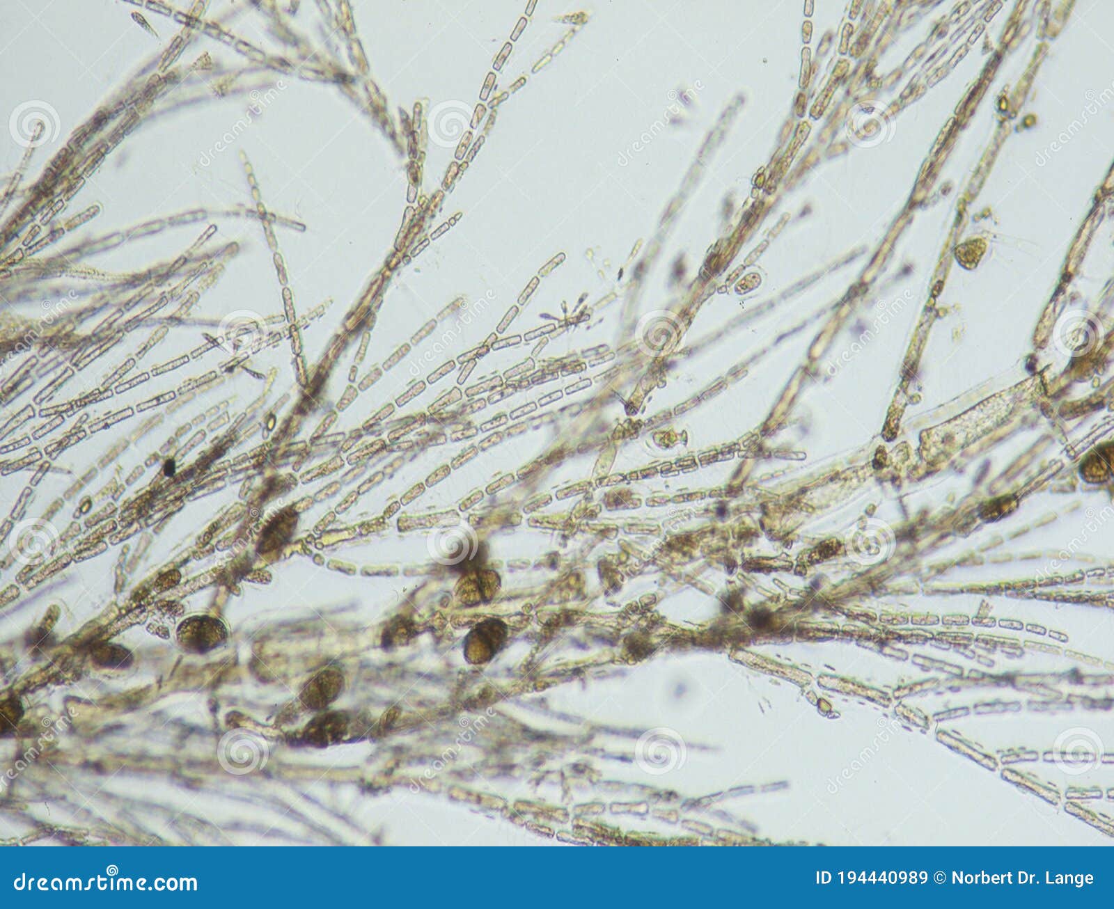 Sea water red algae stock image. Image of rhodophyta - 194440989
