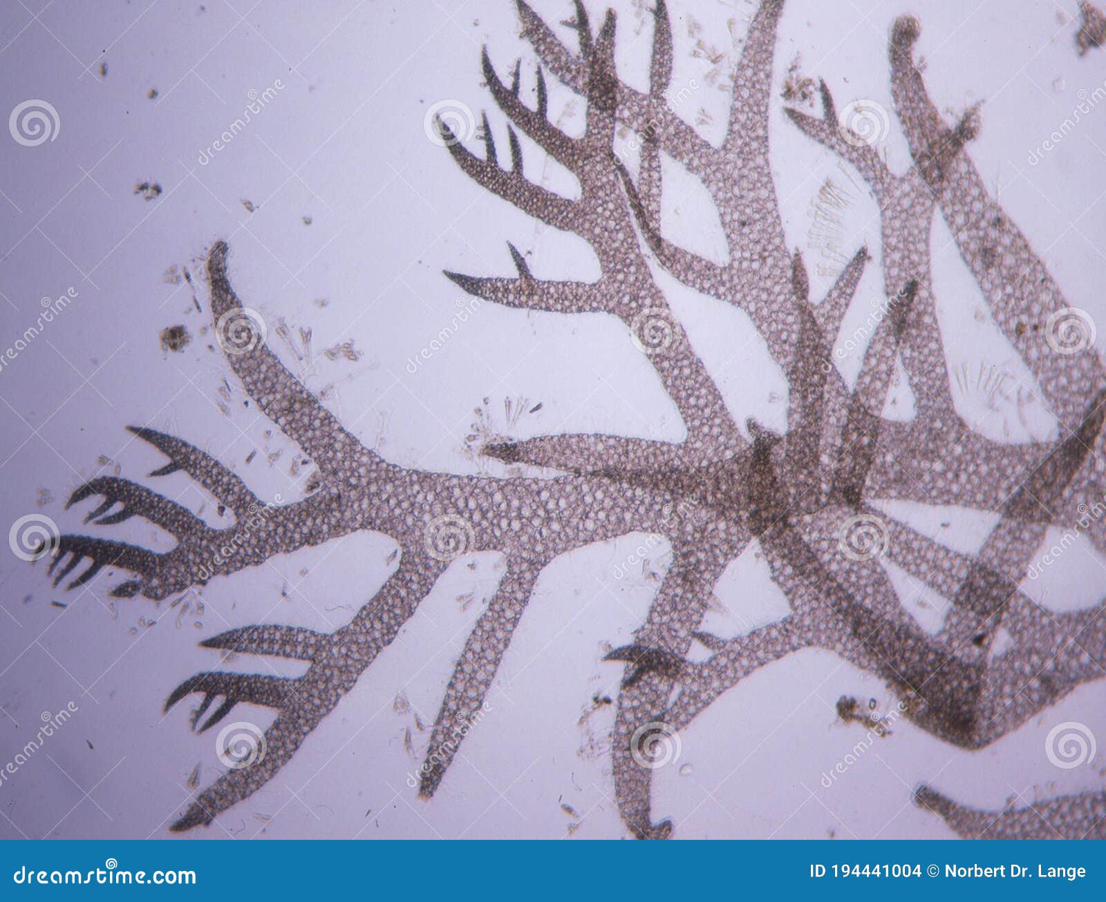 Sea water red algae stock photo. Image of algae, aquatic - 194441004