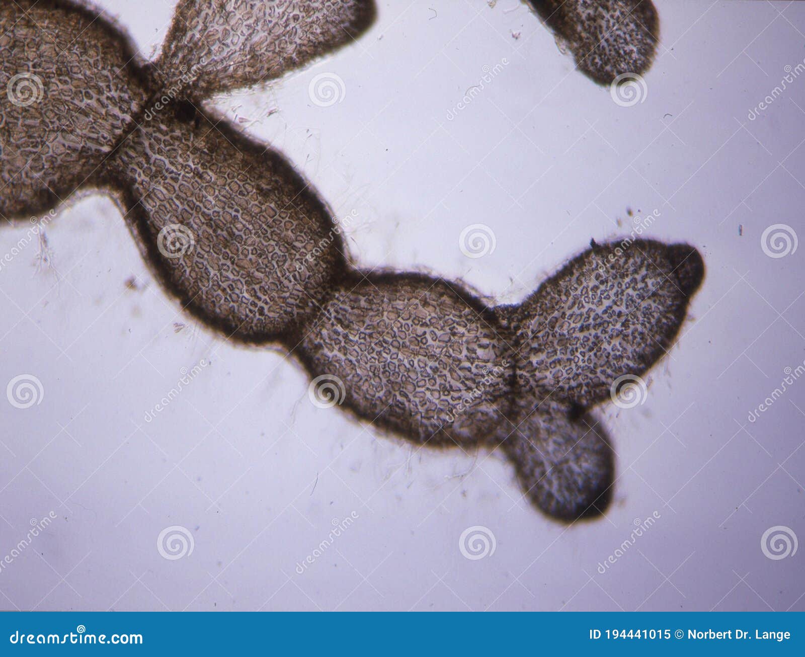 Sea water red algae stock image. Image of cell, macro - 194441015