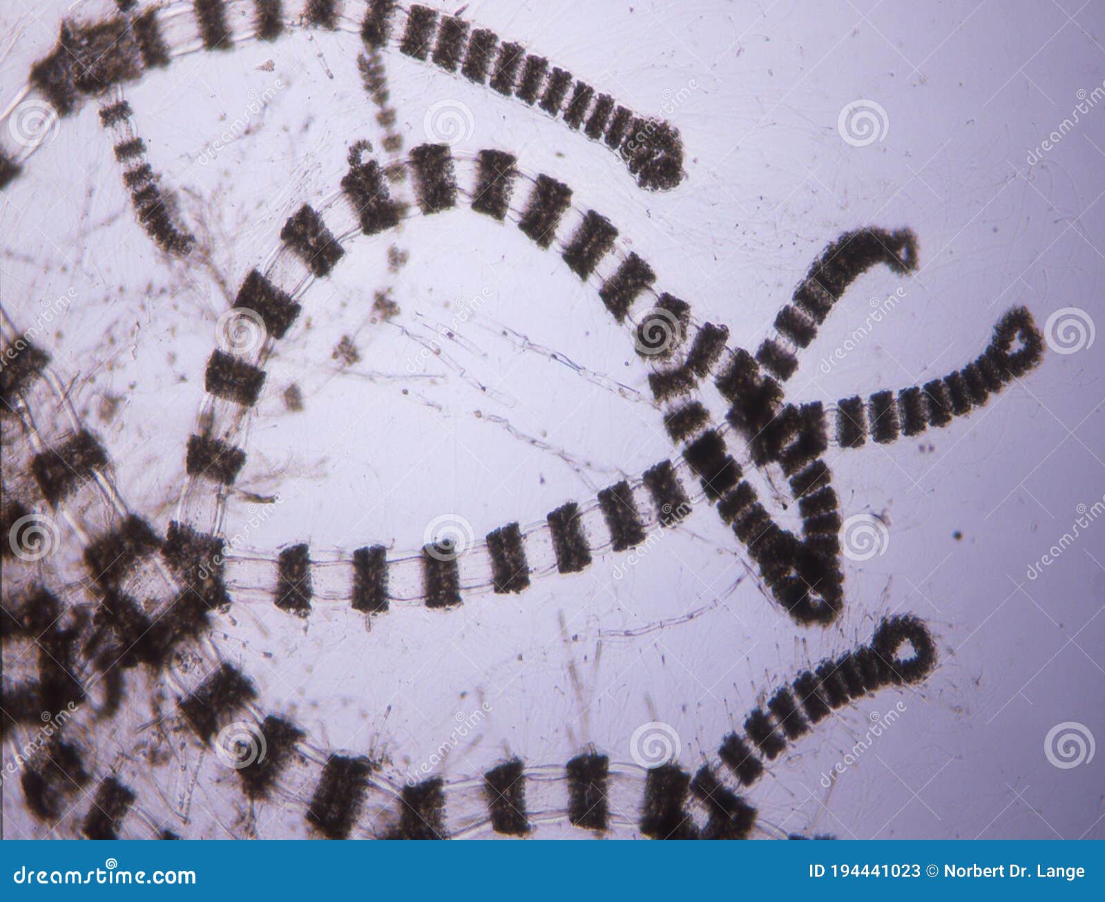 Sea water red algae stock image. Image of microscopy - 194441023