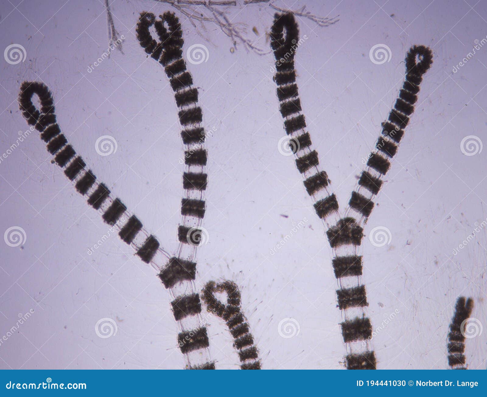 Sea water red algae stock photo. Image of saltwater - 194441030