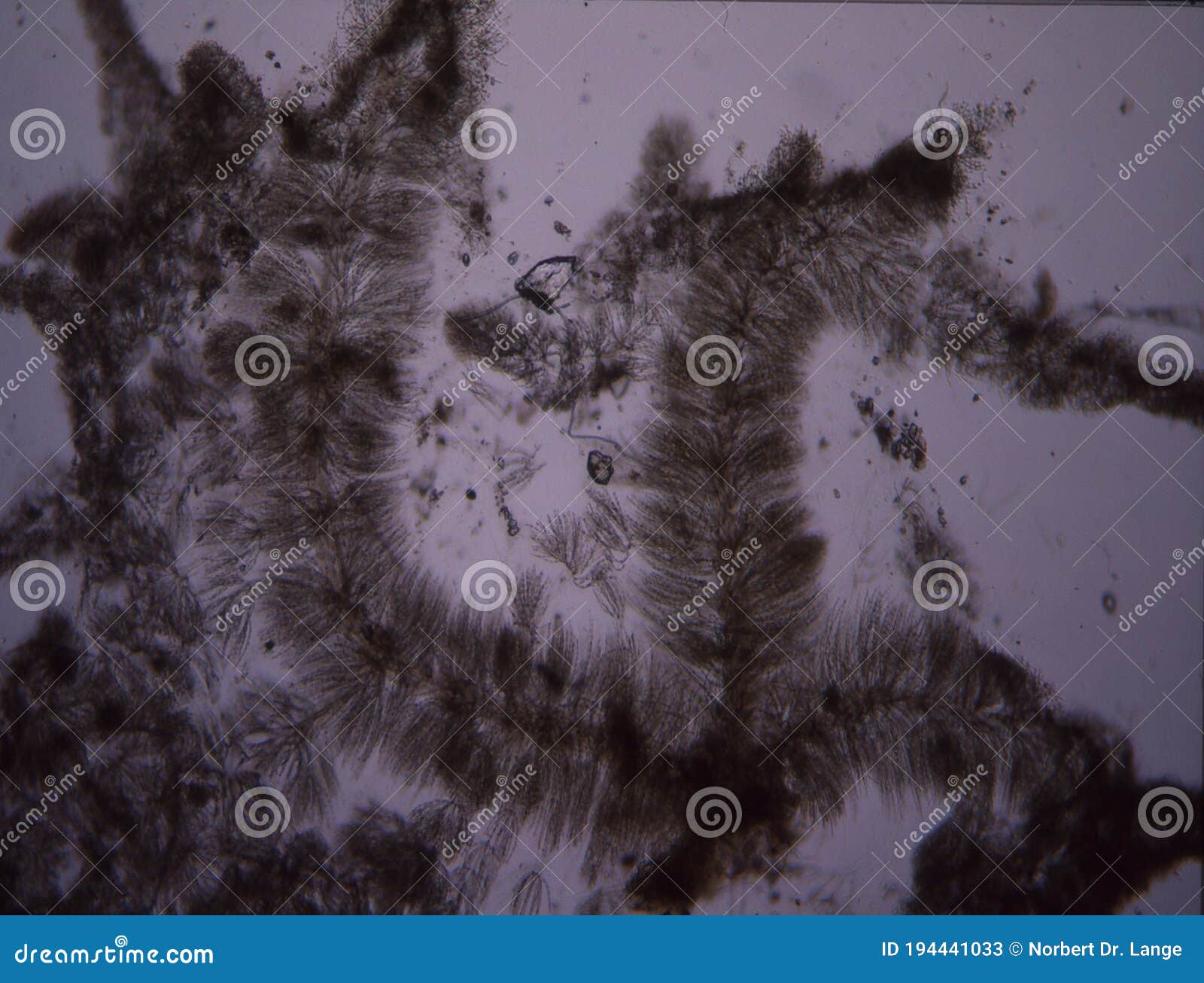 Sea water red algae stock image. Image of saltwater - 194441033