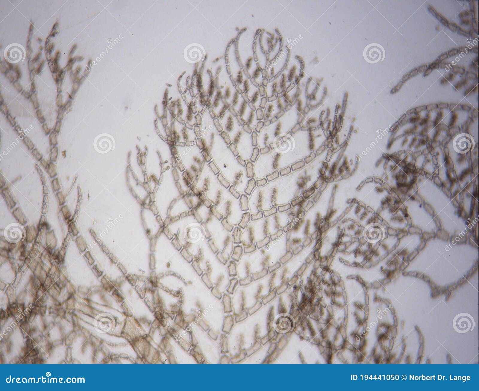 Sea water red algae stock photo. Image of cells, seawater - 194441050