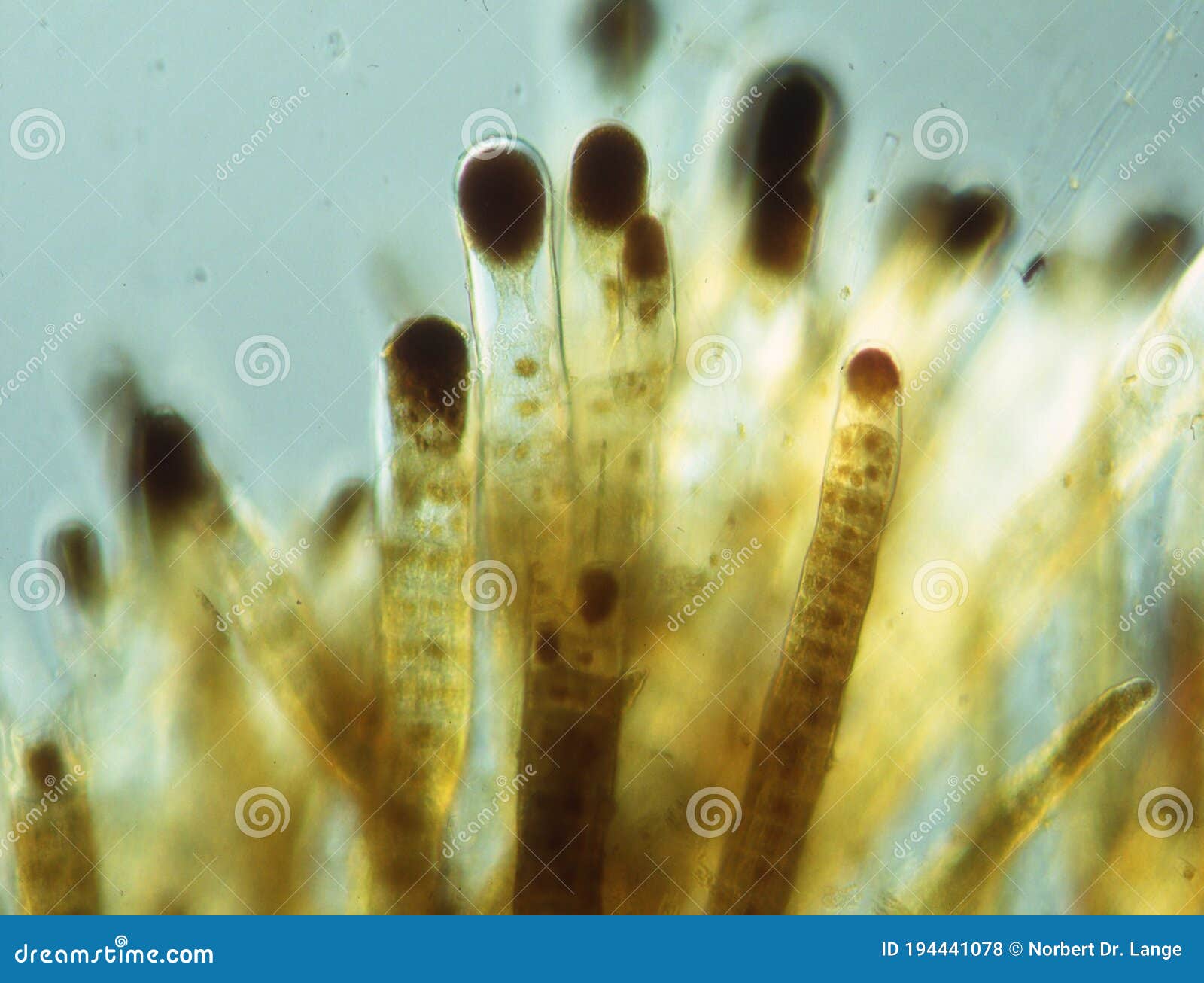 Sea water red algae stock photo. Image of seawater, tissue - 194441078