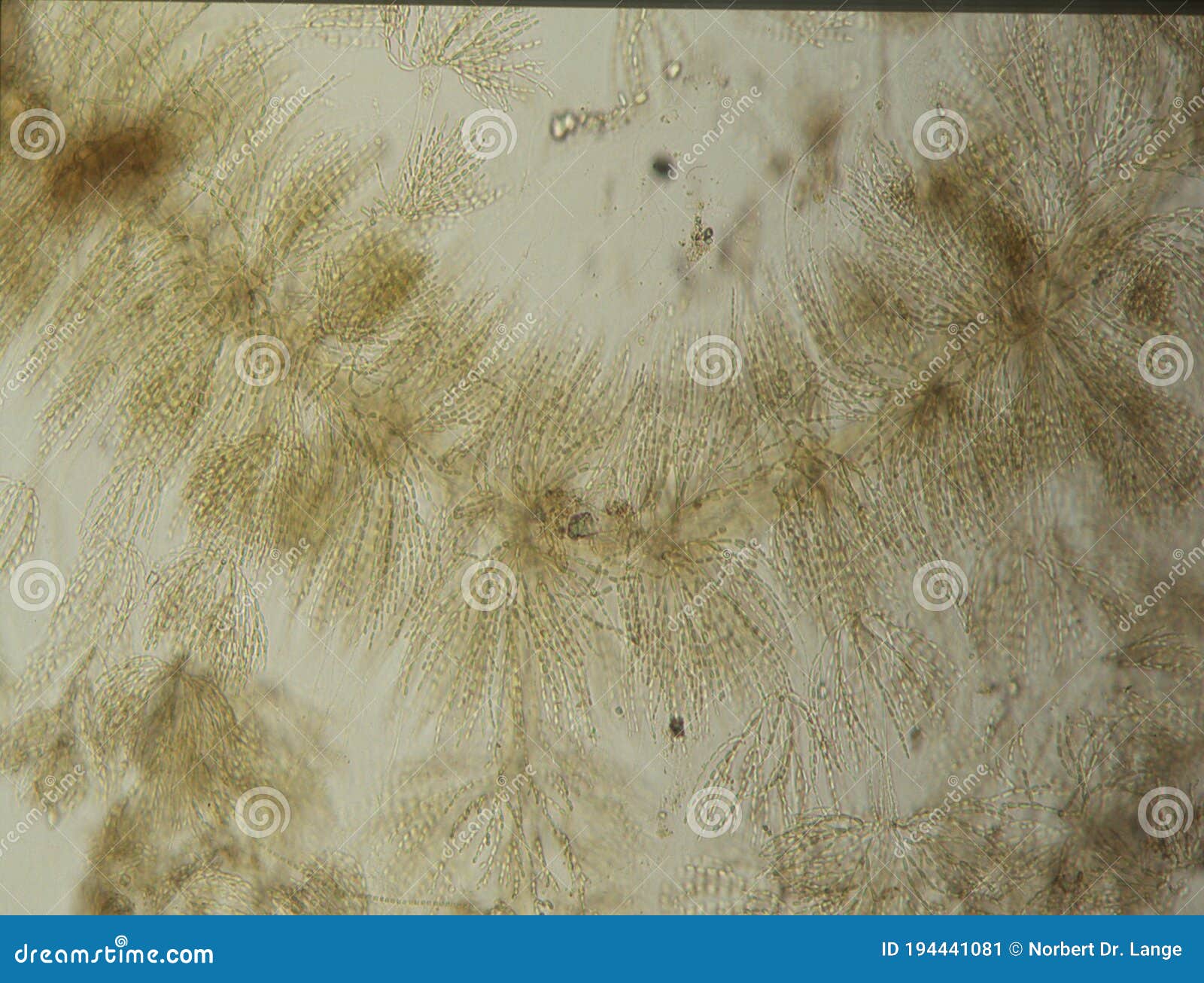 Sea water red algae stock image. Image of rhodophyta - 194441081