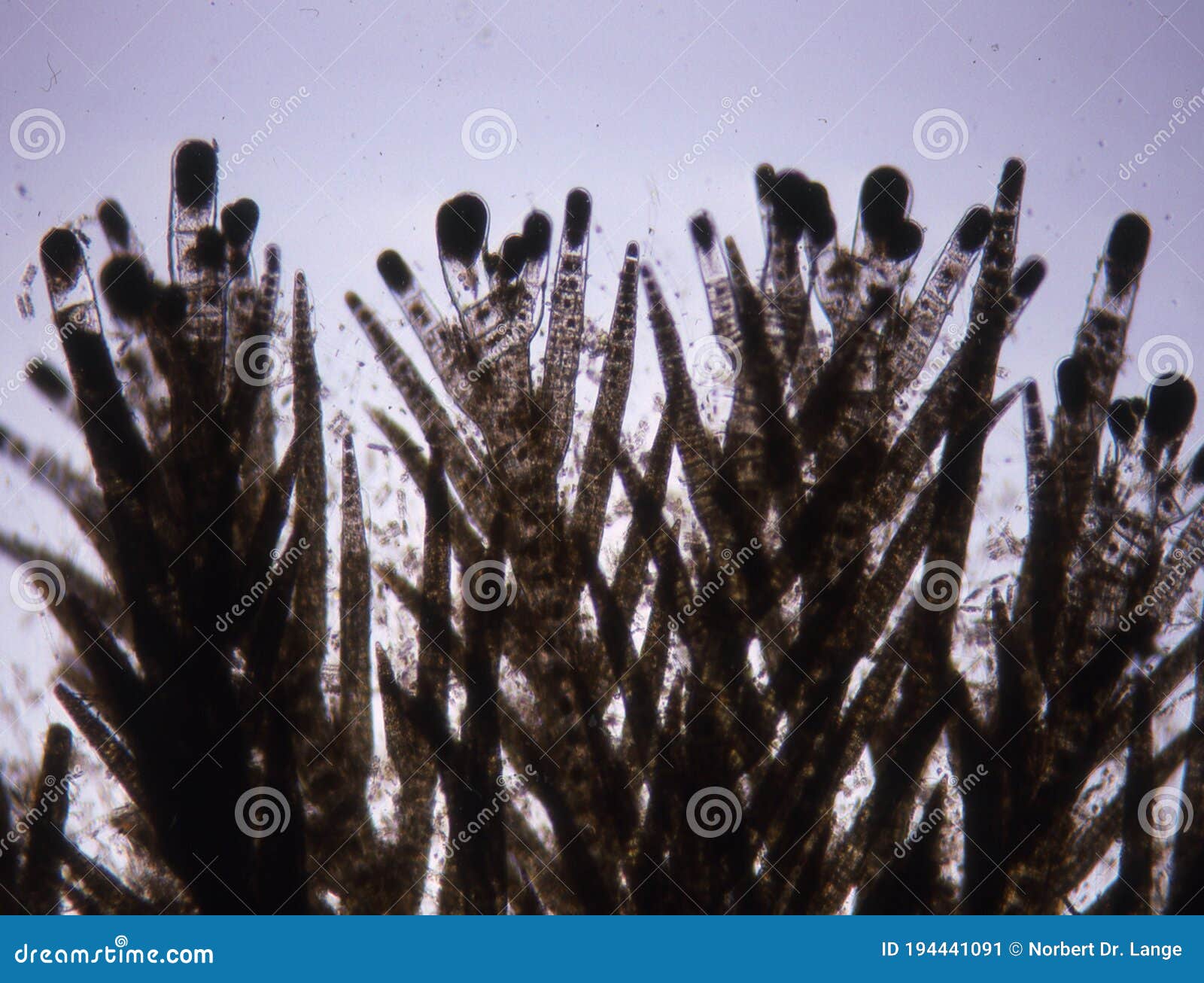 Sea water red algae stock image. Image of aquatic, wall - 194441091