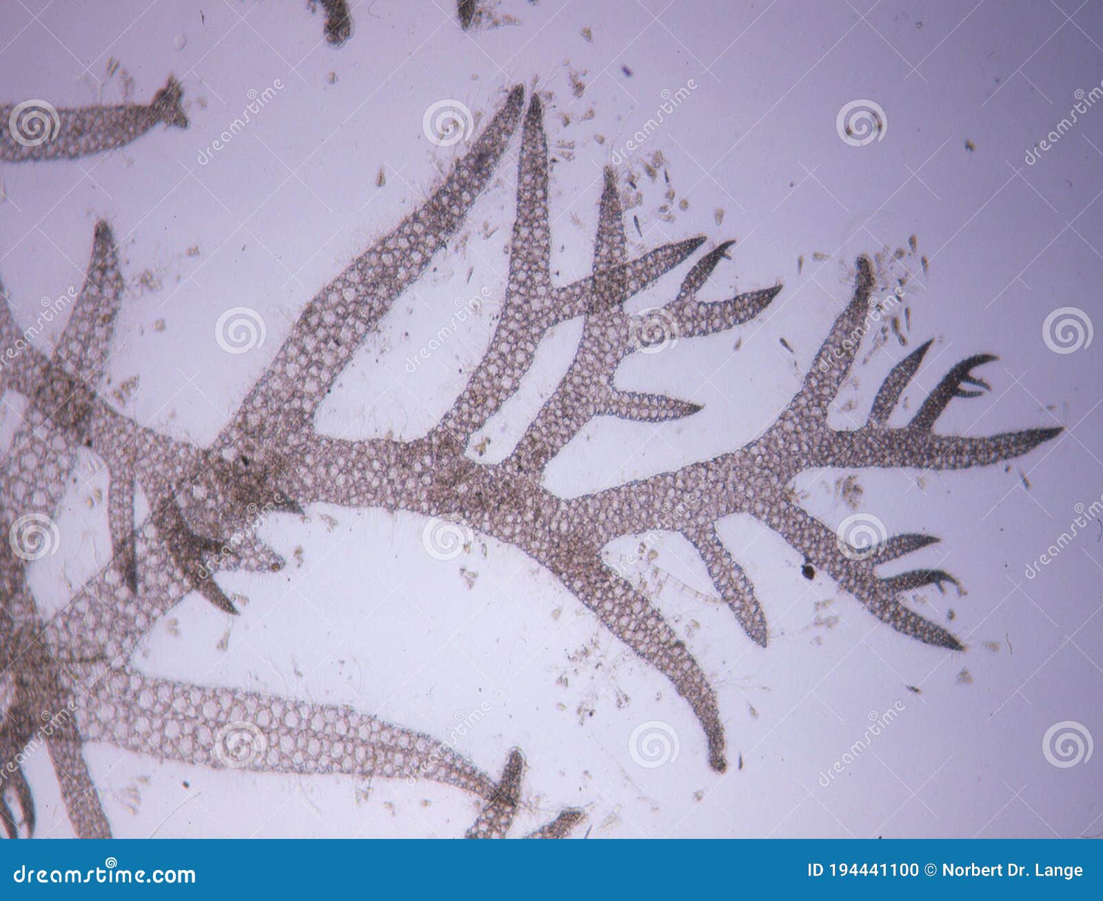 Sea water red algae stock photo. Image of cell, microscopy - 194441100