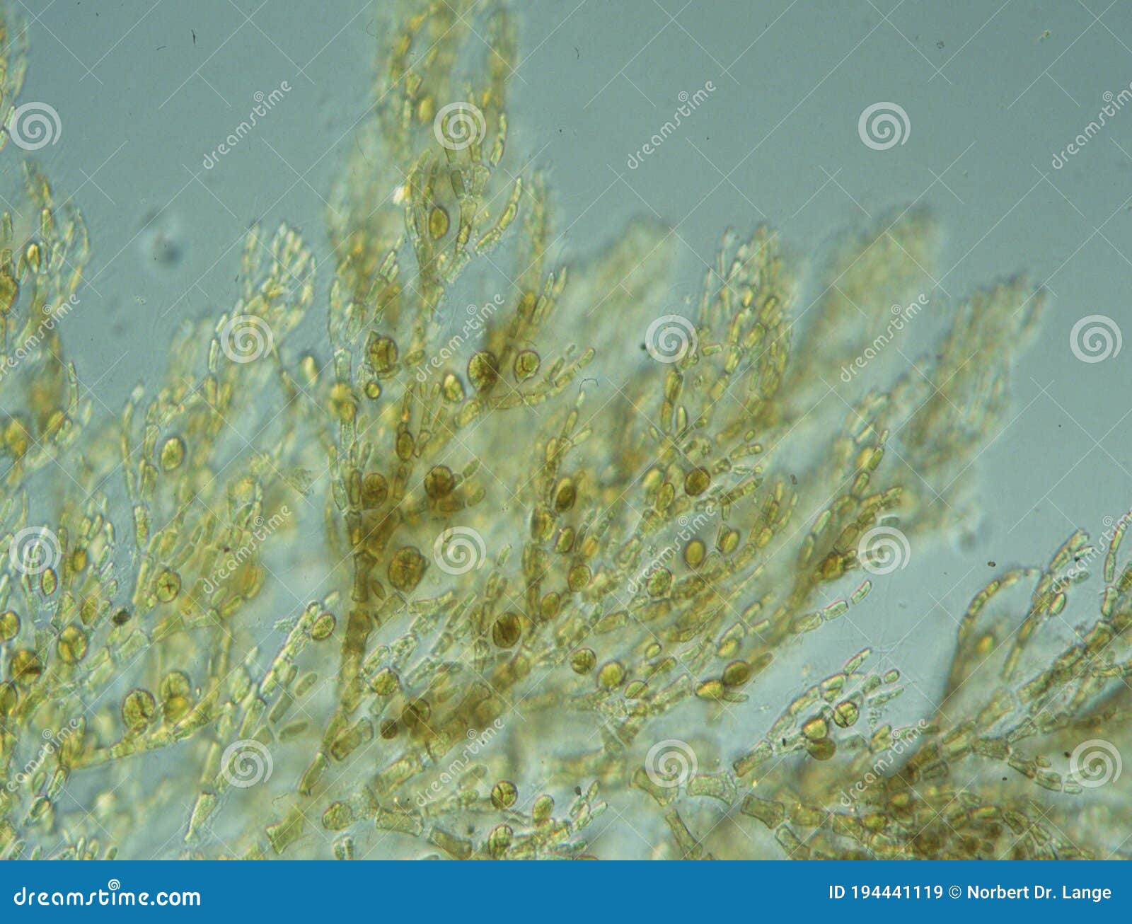 Sea water red algae stock image. Image of cell, algae - 194441119