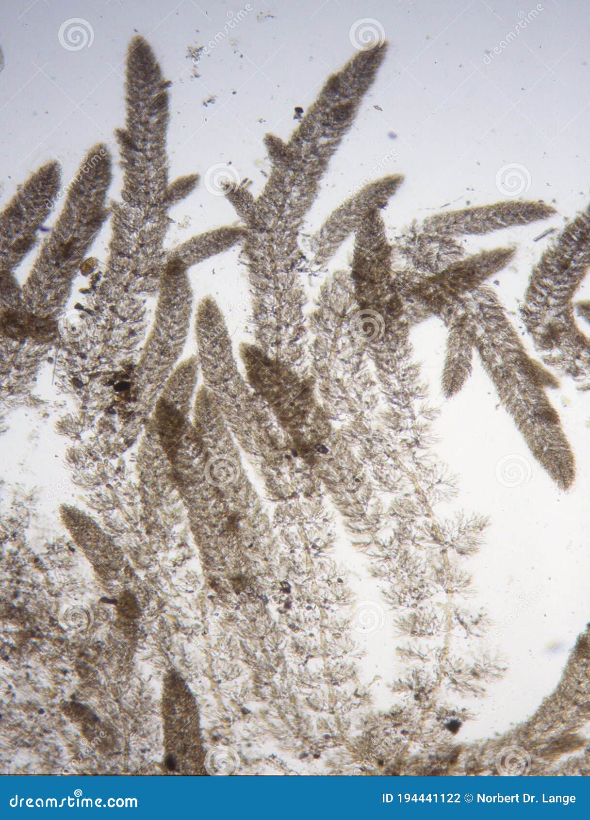 Sea water red algae stock photo. Image of cell, microscopy - 194441122