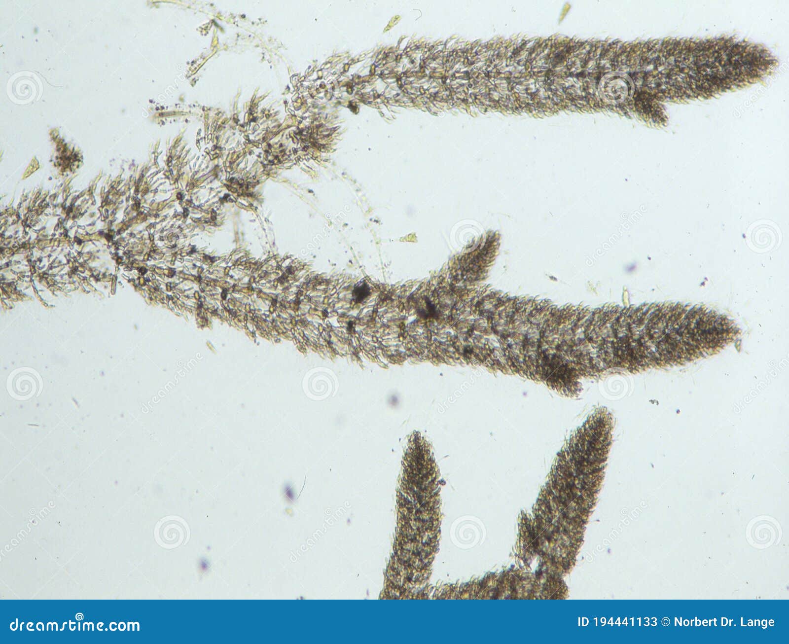 Sea water red algae stock image. Image of aquatic, magnification ...